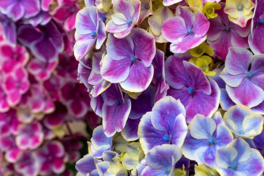 How Do Coffee Grounds Help Hydrangeas?