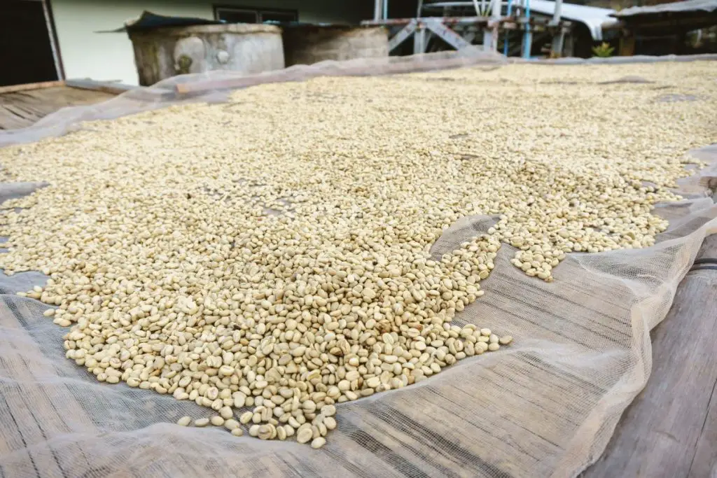 What is Washed Coffee?