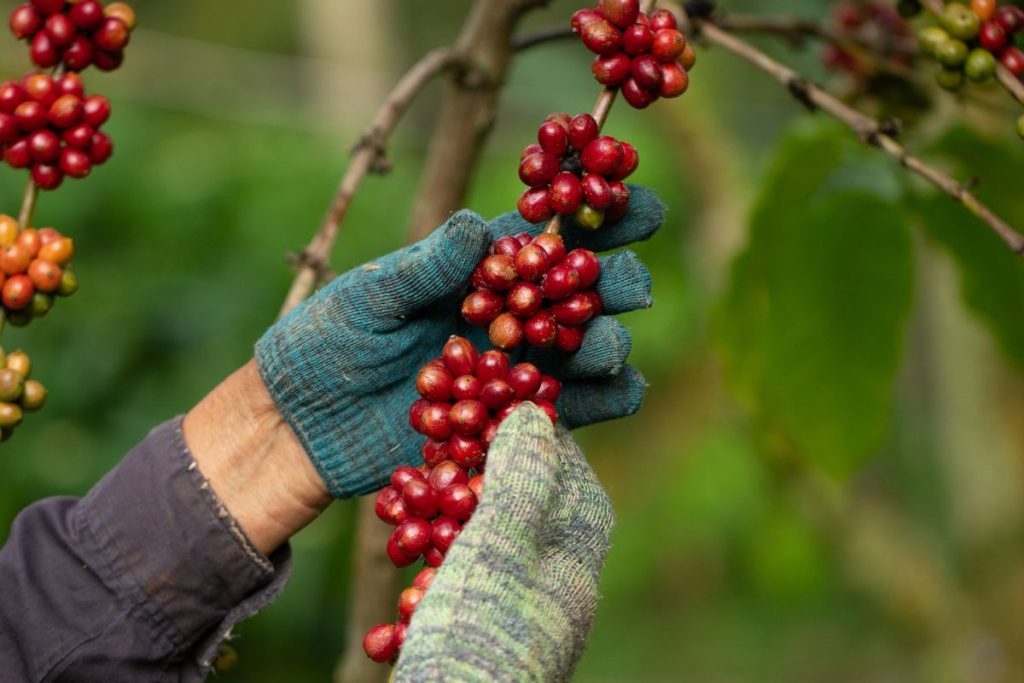 The Traditional Method of Harvesting Coffee Cherries