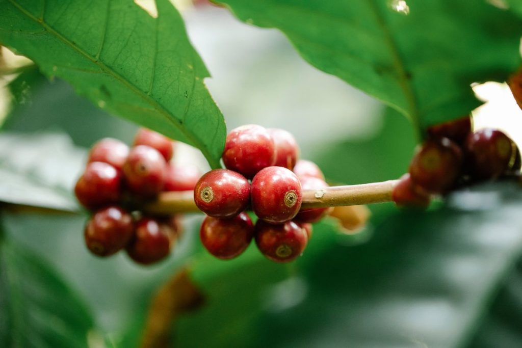 How Did Kaldi Stumble upon the Coffee Plant?
