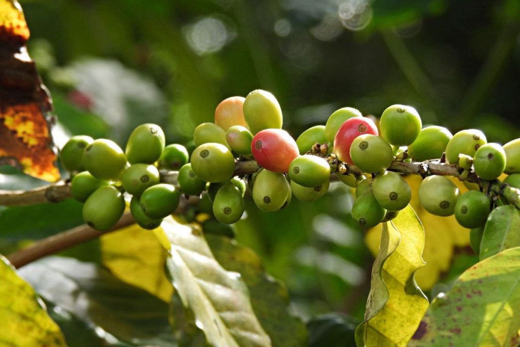 The Varieties of Coffee Grown in the Arabian Peninsula